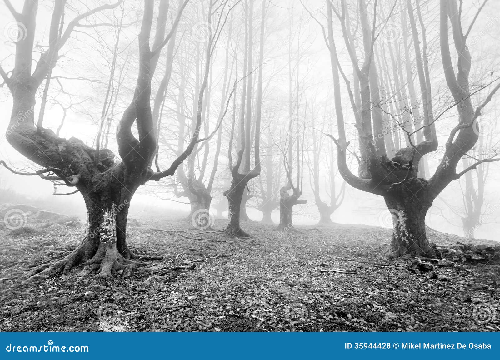 Forest with scary trees stock photo. Image of fairy, branch - 35944428