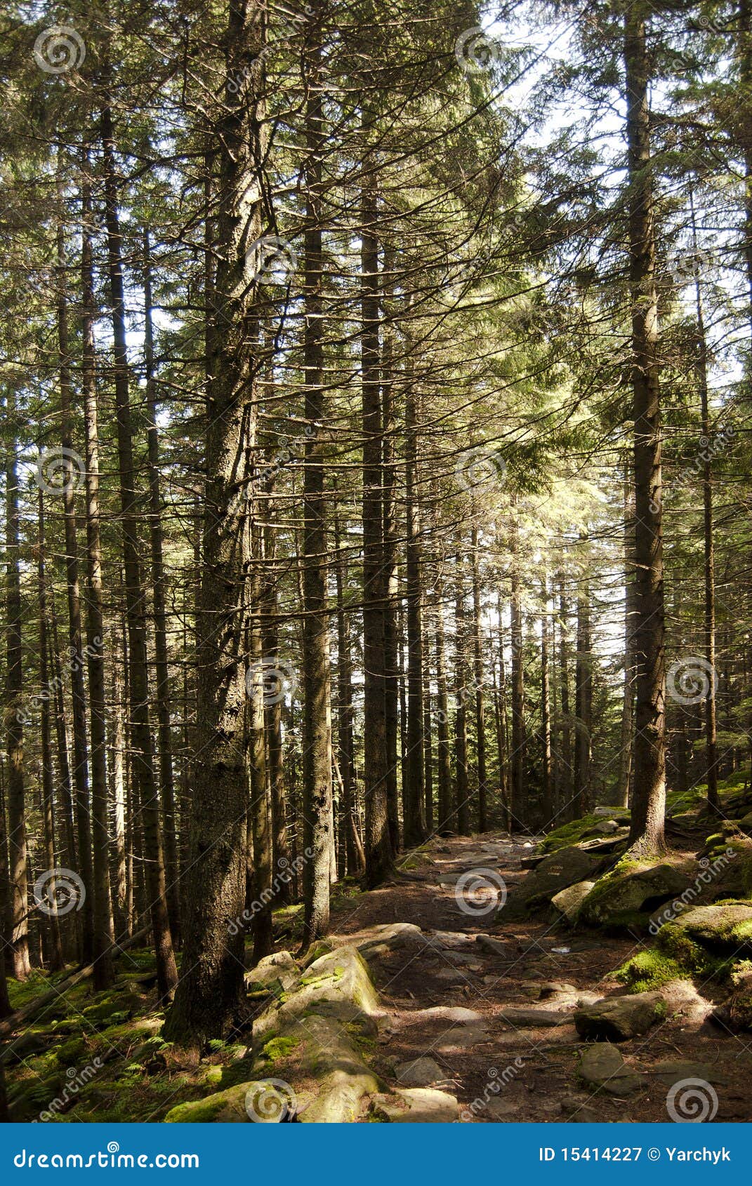 Forest scene stock image. Image of rock, woods, flora - 15414227