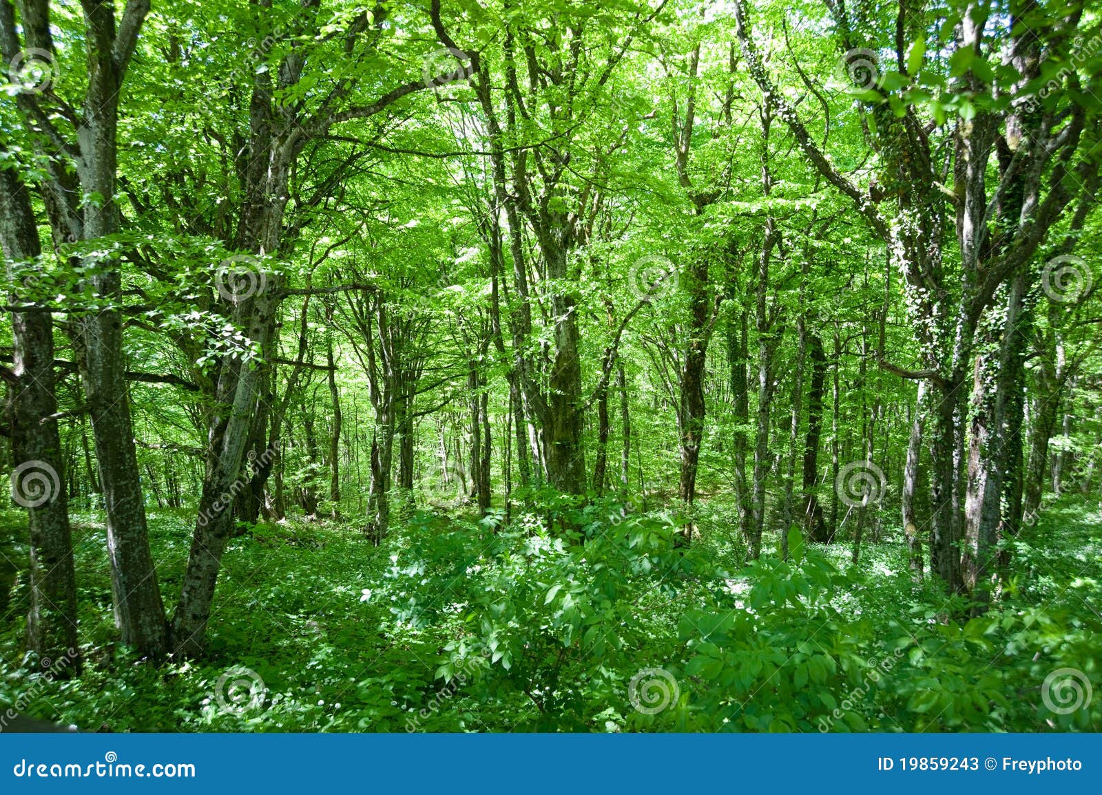 Forest scene stock image. Image of sunny, fresh, view - 19859243
