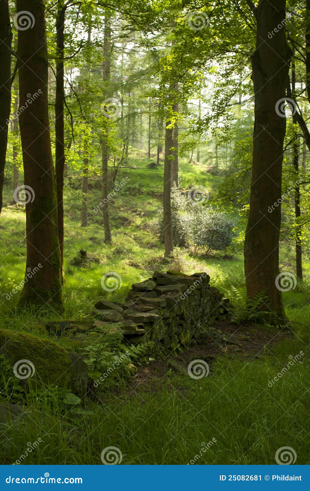 Forest scene stock image. Image of branch, nature, road - 25082681