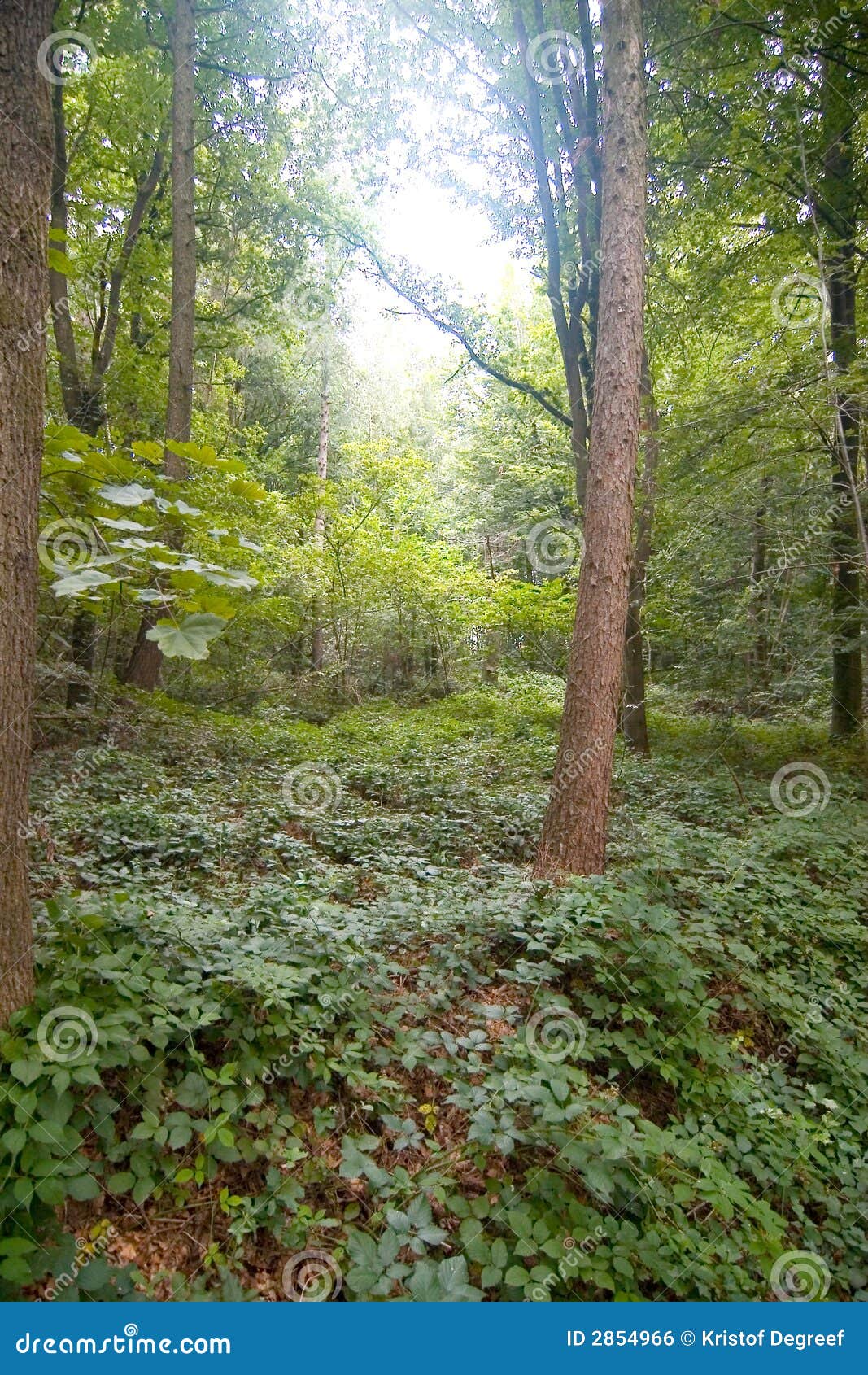 Forest scene stock photo. Image of fresh, rainforest, sunlight - 2854966