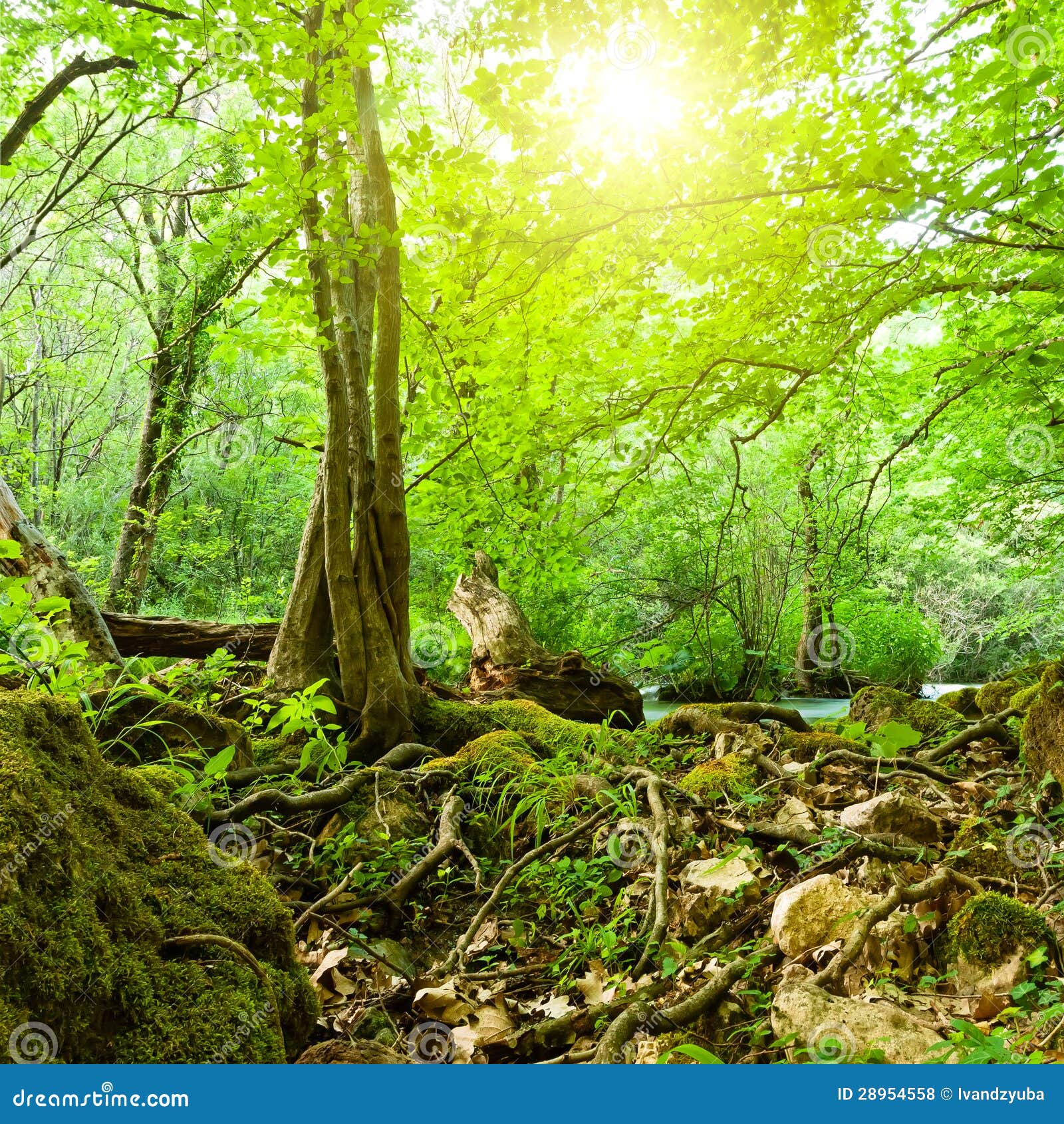 Forest scene stock photo. Image of flowing, environment - 28954558