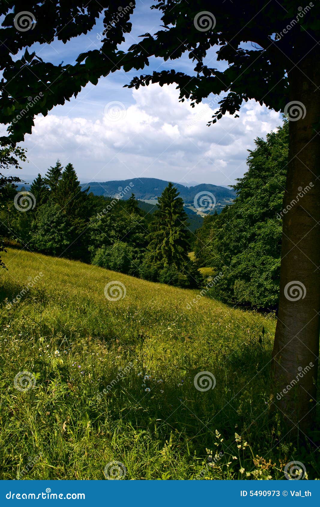 Forest scene 6 stock image. Image of lifestyles, woods - 5490973