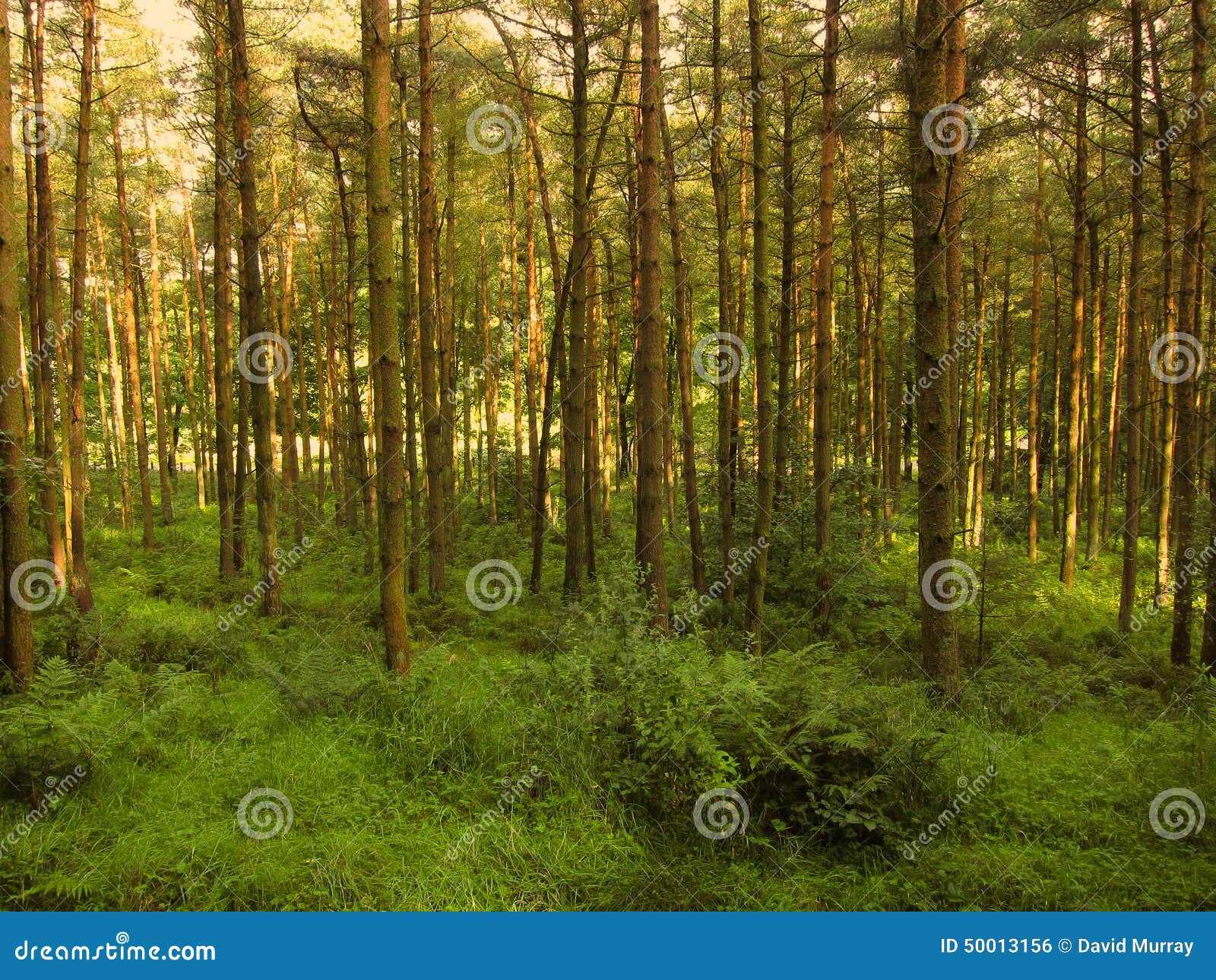Forest scene stock photo. Image of sunlit, green, glow - 50013156