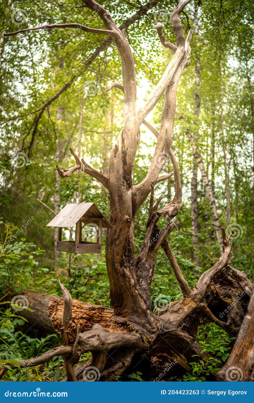 Forest Scene with Bird Feeder on the Roots of Fallen Dead Tree Stock ...