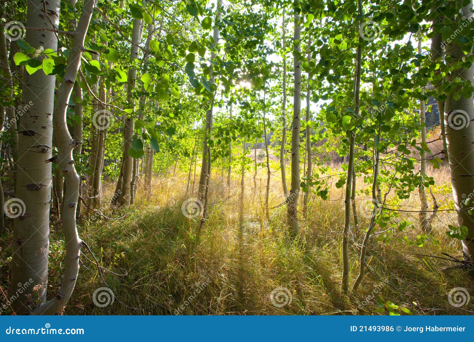 Forest Scene with Dramatic Lighting Stock Photo - Image of light, long ...
