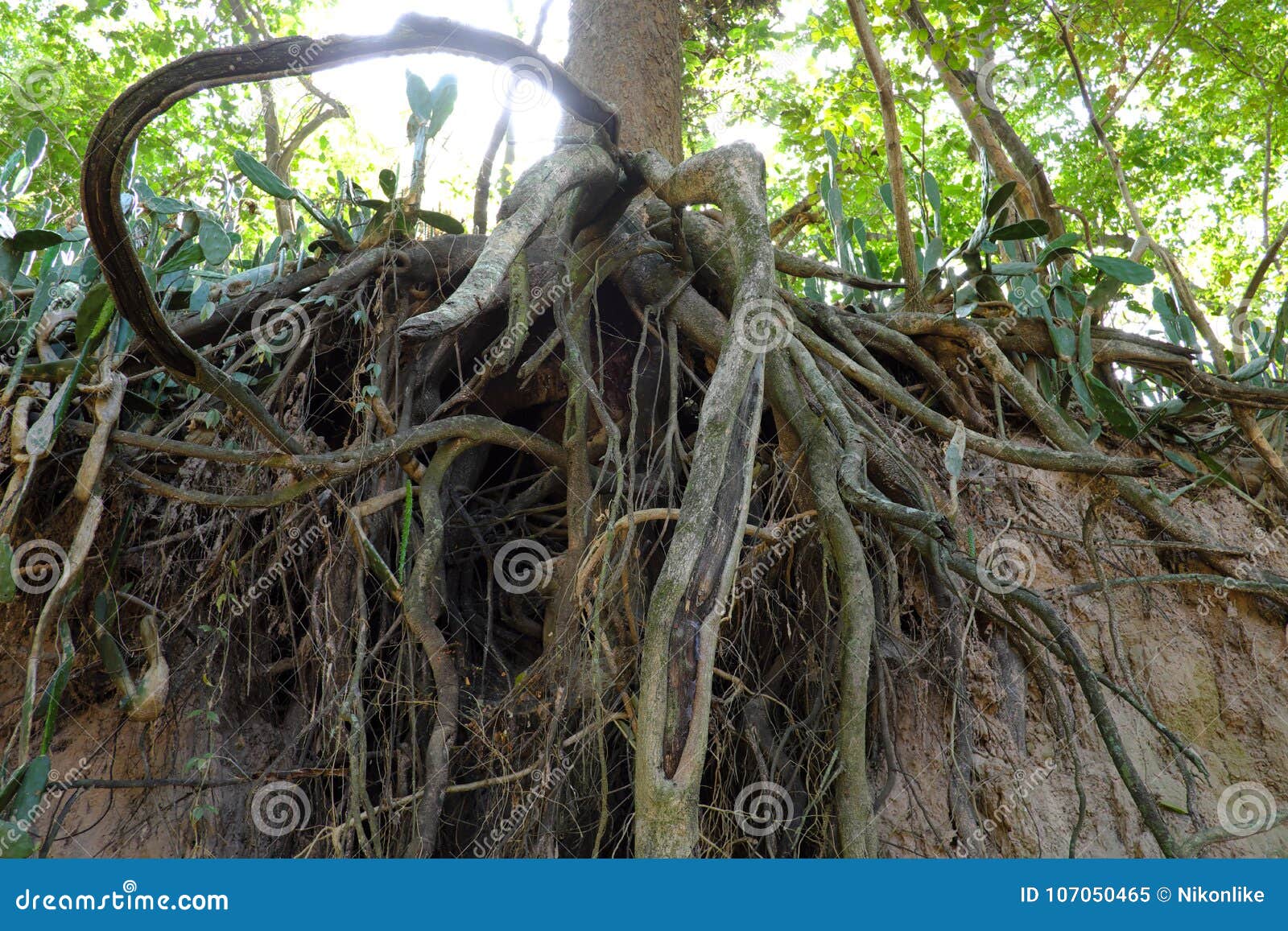 Tree with twisted roots. stock image. Image of ecology - 107050465