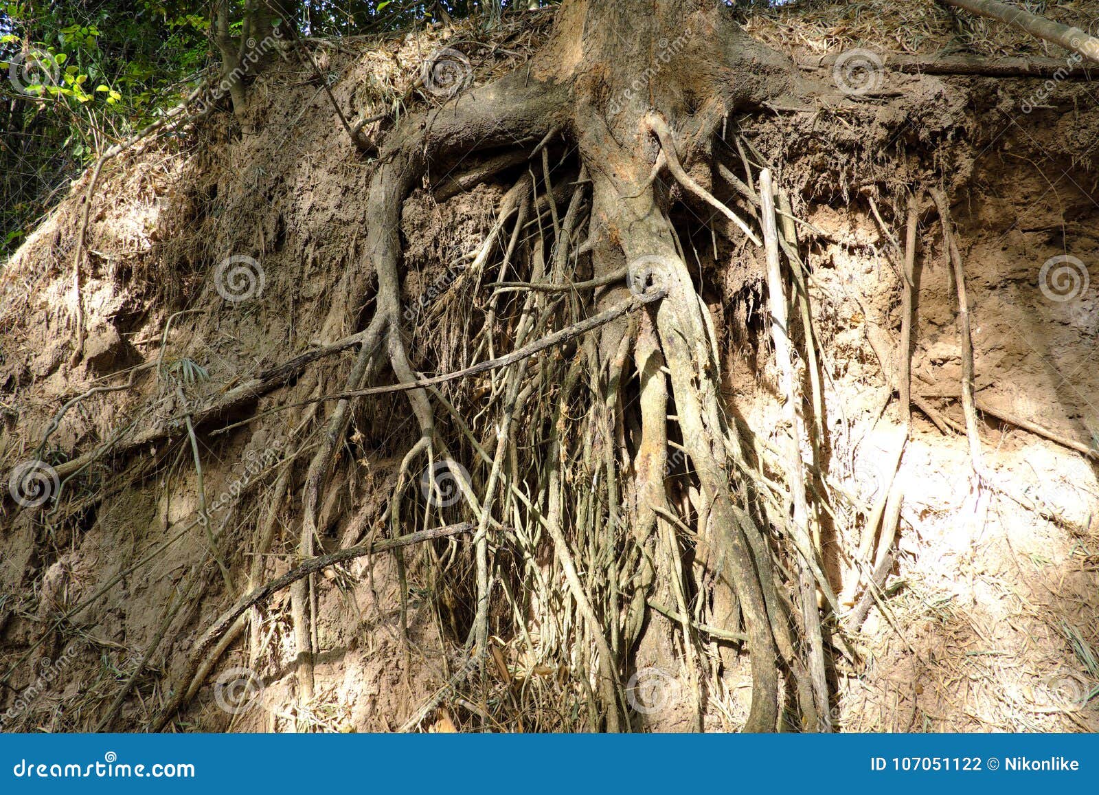 Tree with twisted roots. stock photo. Image of mooresville - 107051122