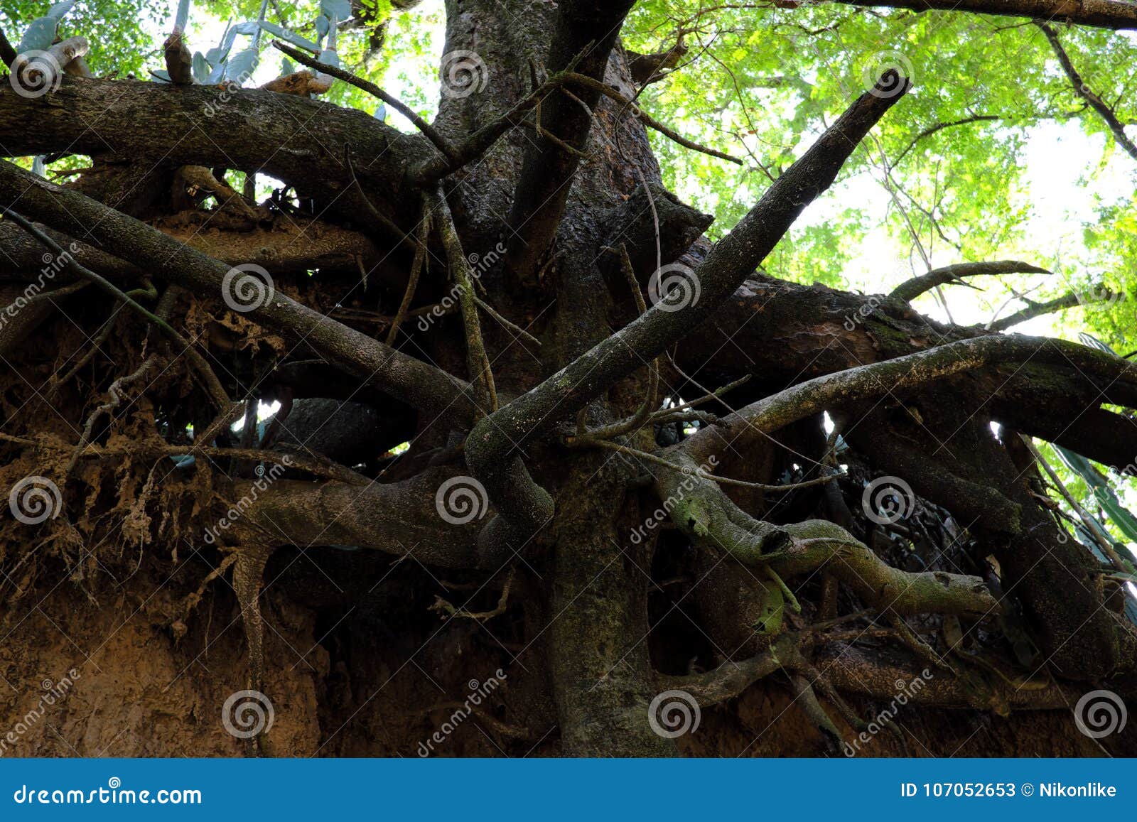 Tree with twisted roots. stock image. Image of erosion - 107052653