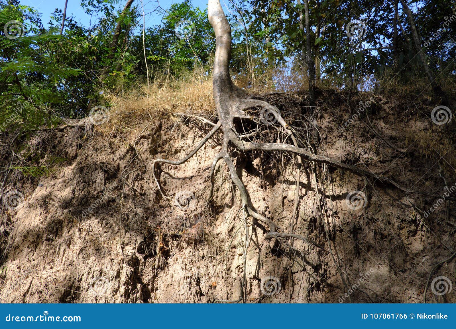 Tree with twisted roots. stock photo. Image of outdoors - 107061766