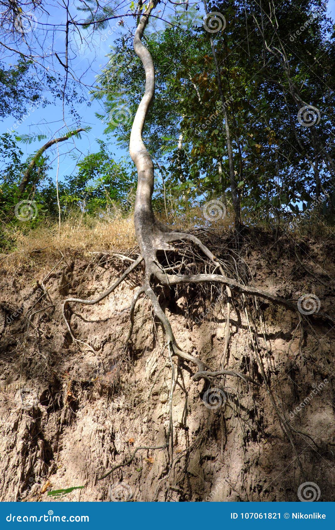 Tree with twisted roots. stock image. Image of park - 107061821