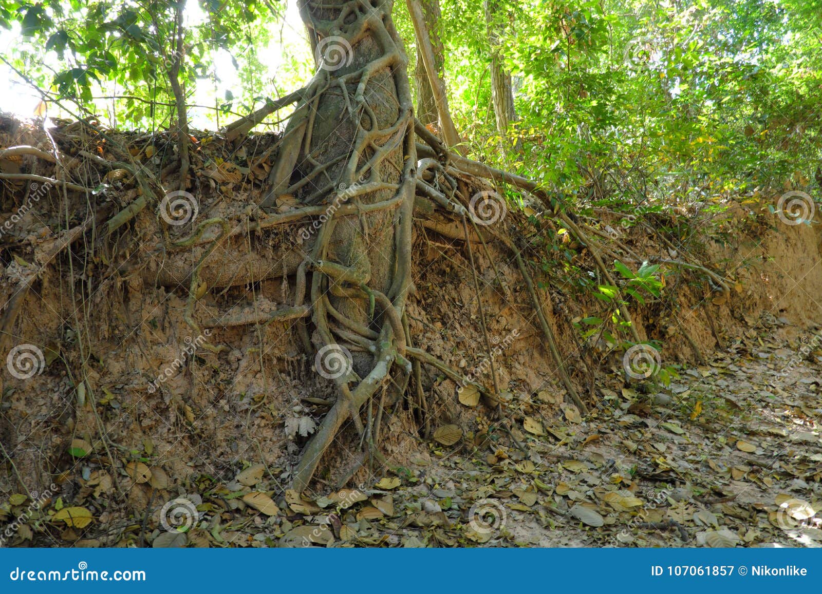 Tree with twisted roots. stock image. Image of earthy - 107061857