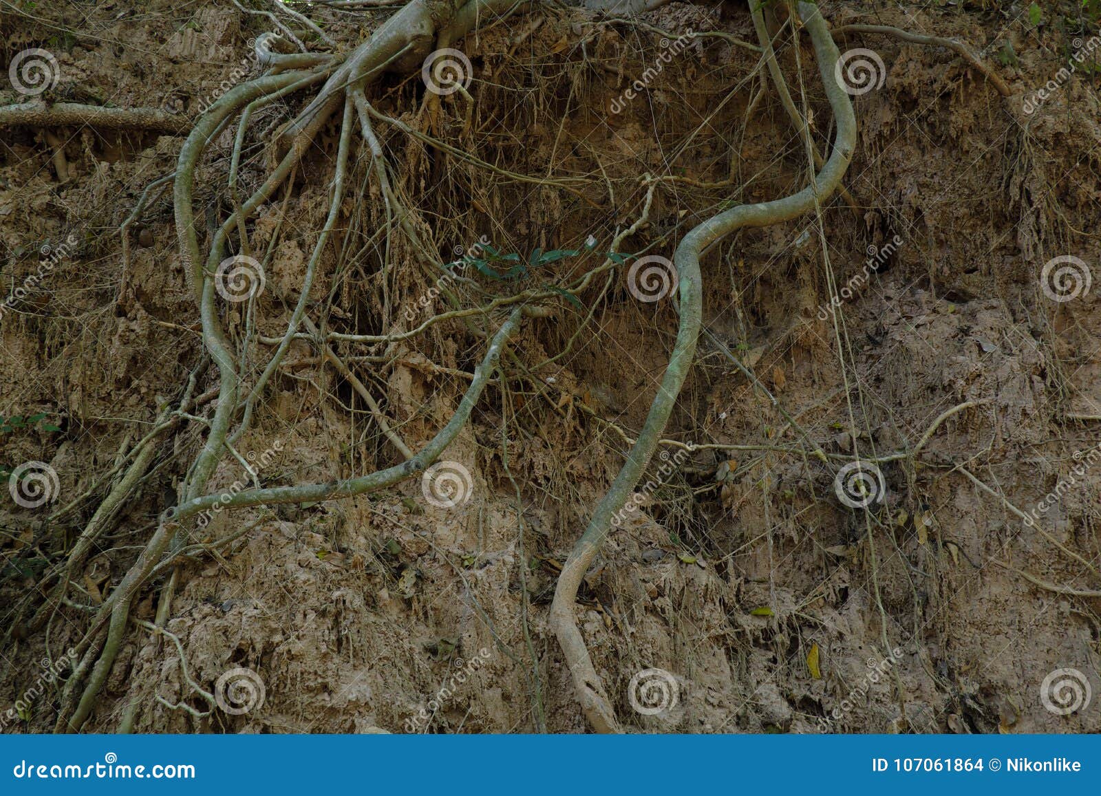 Tree with twisted roots. stock photo. Image of colorful - 107061864