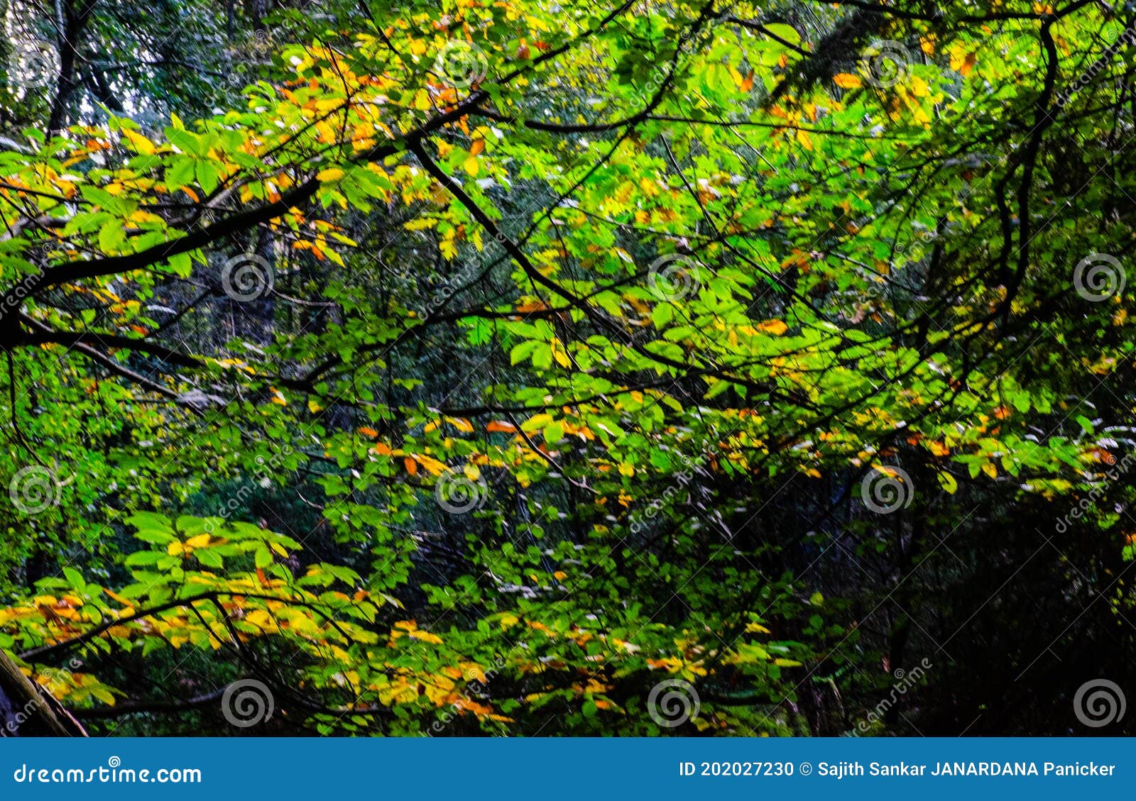 Forest Scene from Fall with Sun Light Hitting on the Leaves of the Tree ...