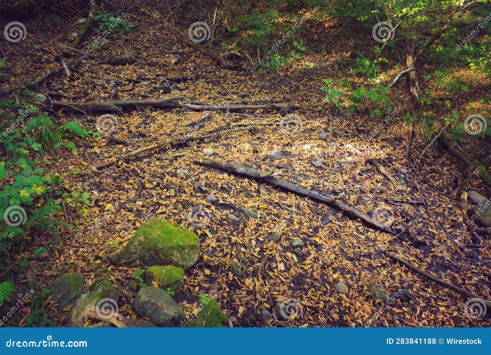 Forest Scene Featuring Broken Tree Branches on the Ground. Stock Photo ...