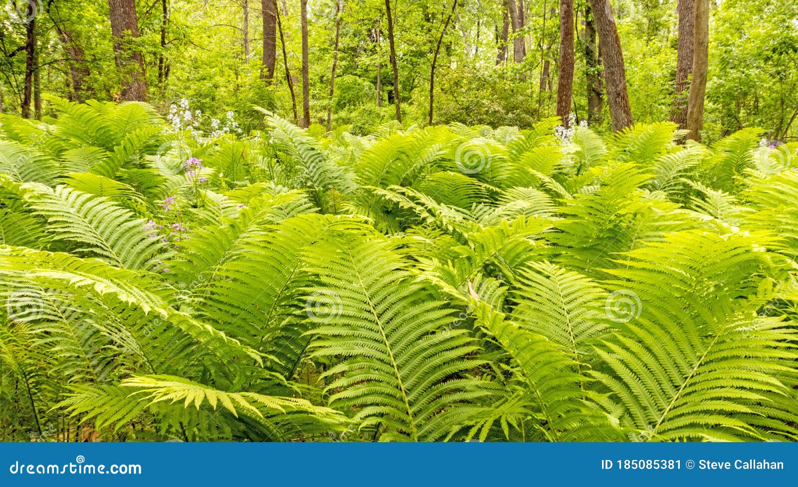 Forest Scene of Ferns, Tree Trunks and Flowers in Spring Stock Image ...