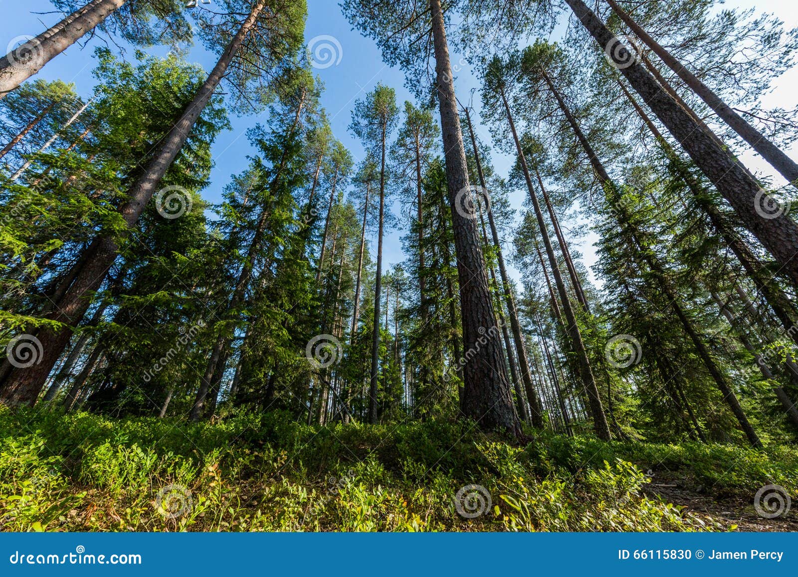 Forest scene in Finland stock photo. Image of cold, leaves - 66115830