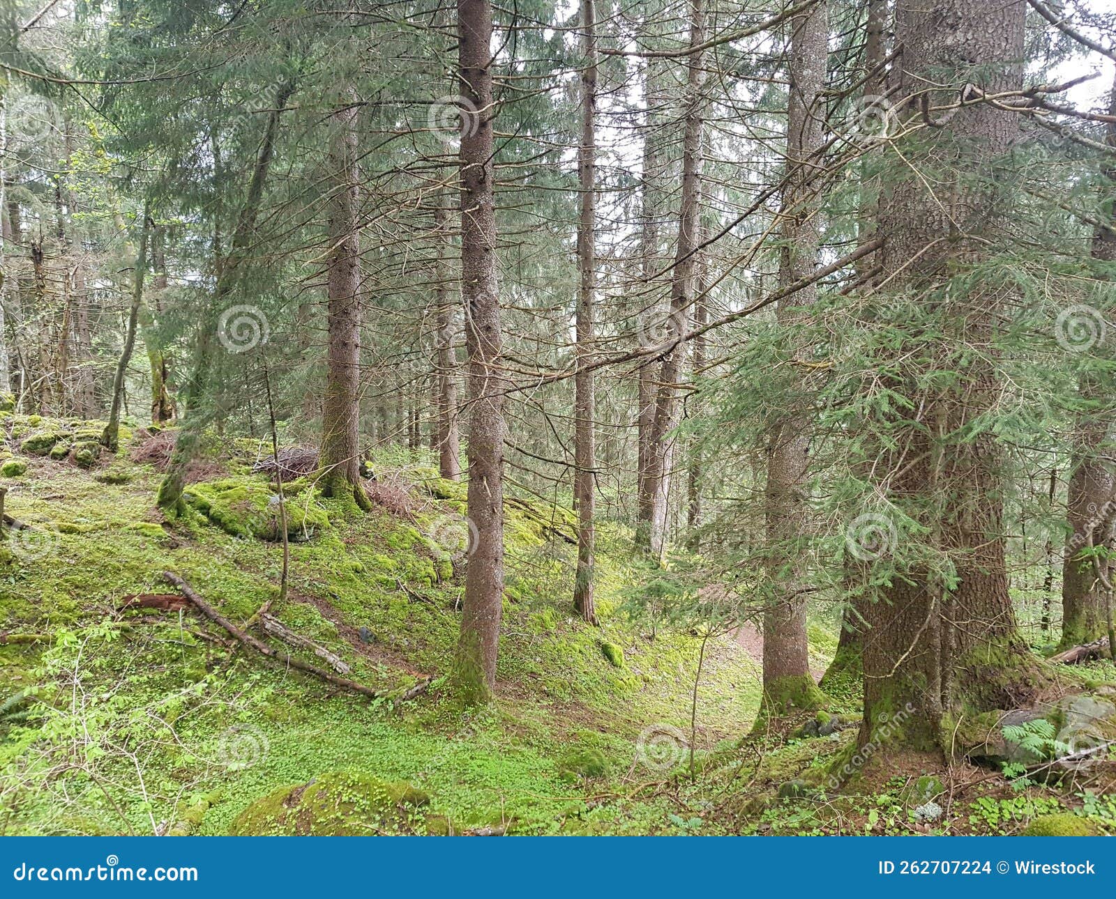 Forest Scene Full of Tall Thin Trees with the Ground Covered with Green ...