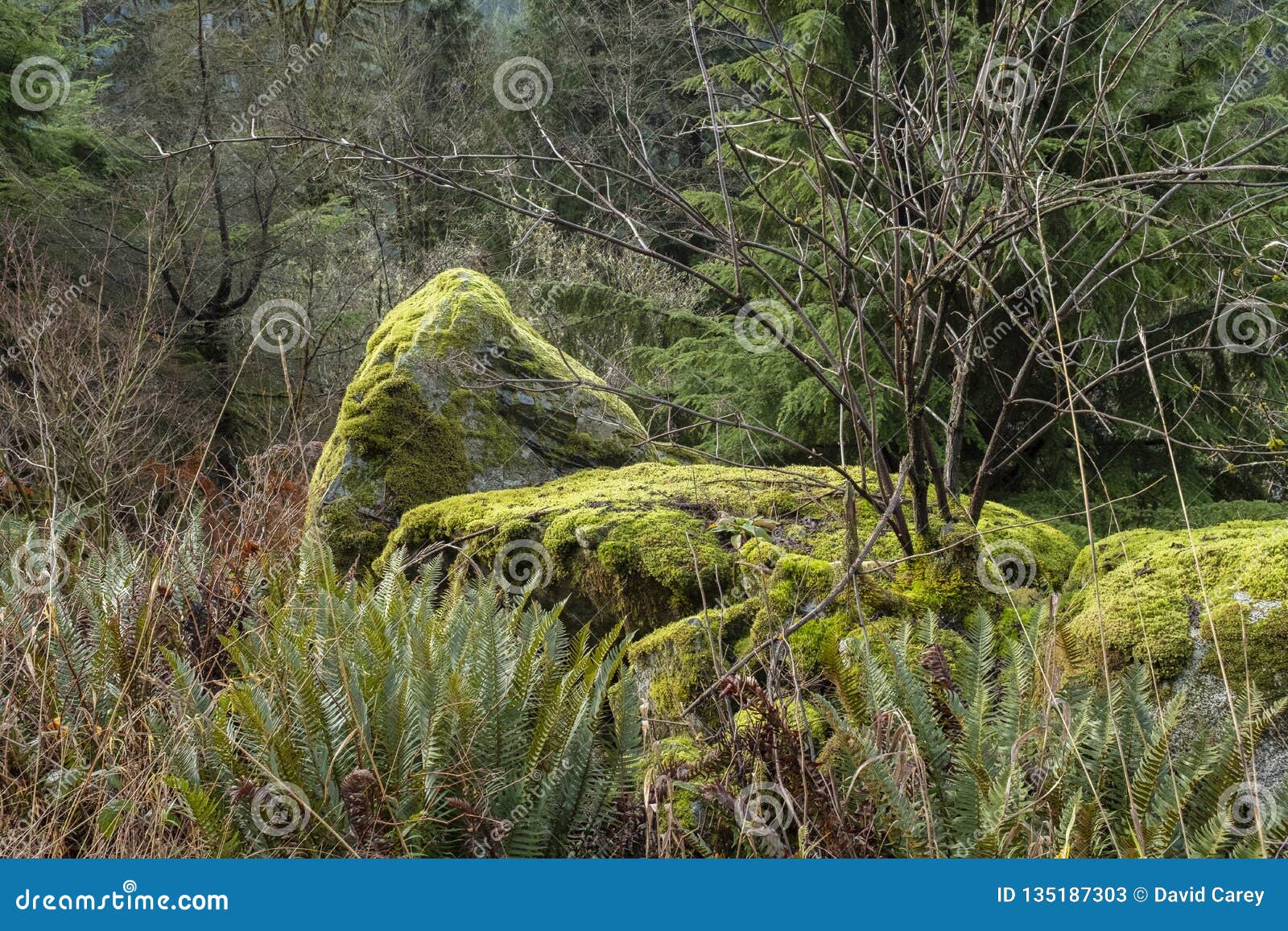 Forest Scene with Green Moss Covered Boulders Stock Image - Image of ...