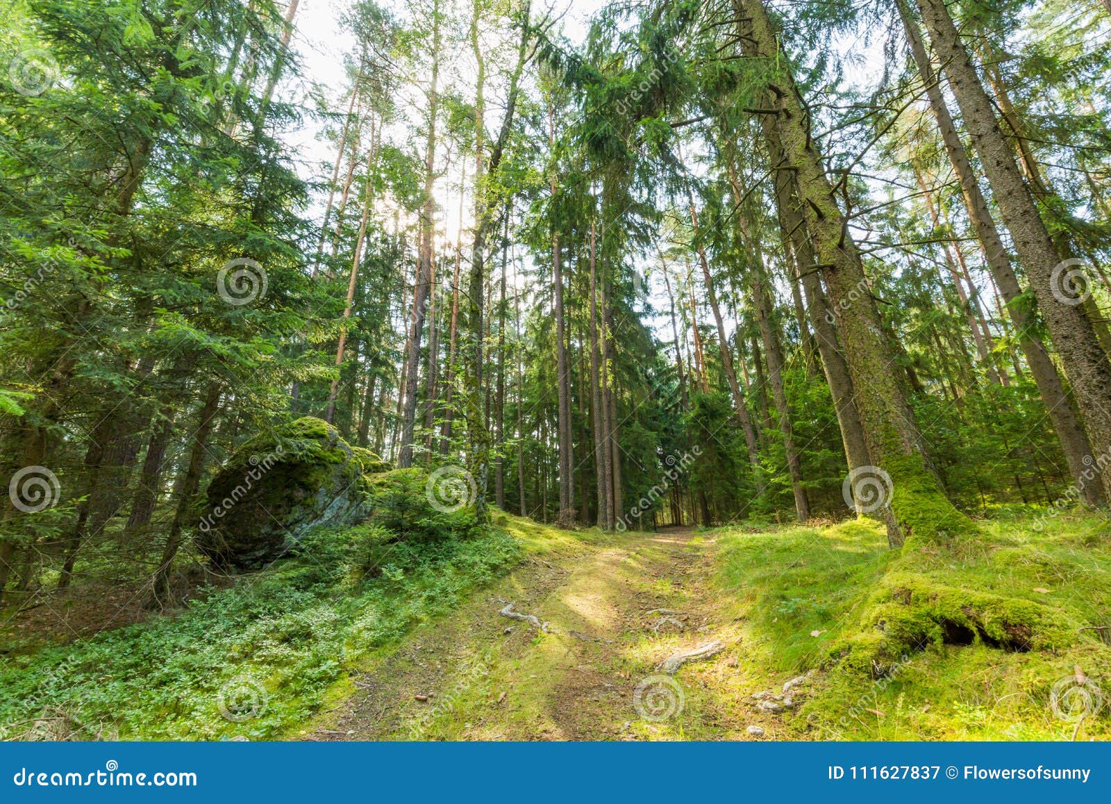 Moss Pathway Forest Green Ancient Stock Photo | CartoonDealer.com ...
