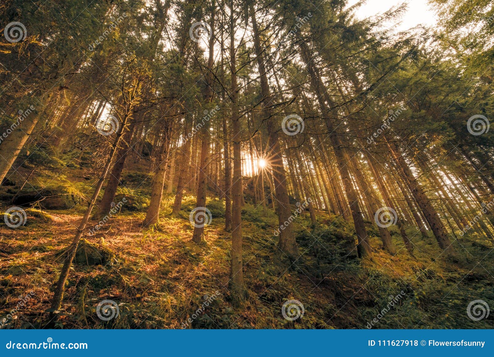 Green Summer Forest and Sun Rays Stock Photo - Image of leaves, light ...