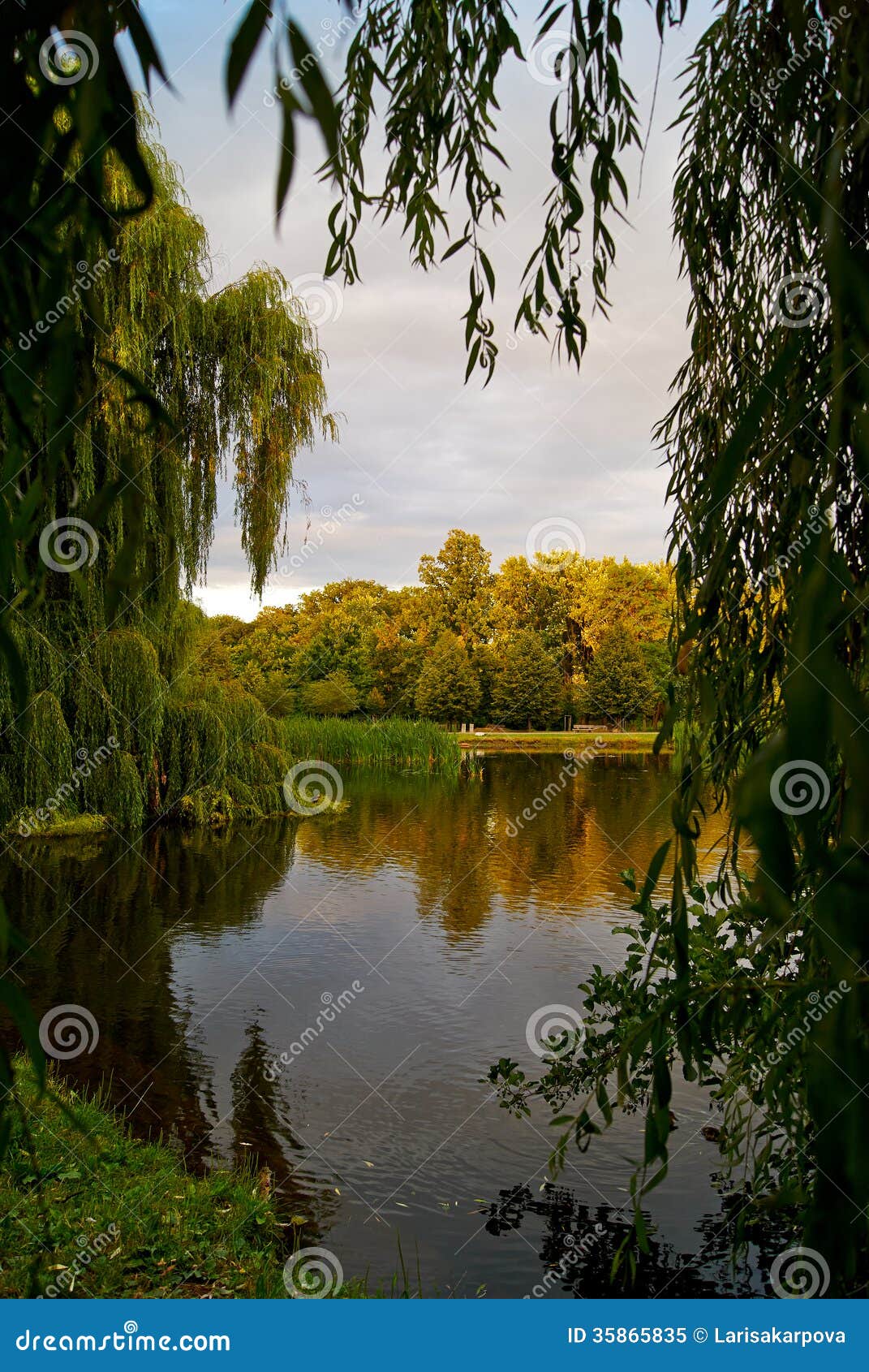 Forest Scene with Lake and Trees Stock Image - Image of serene, nature ...