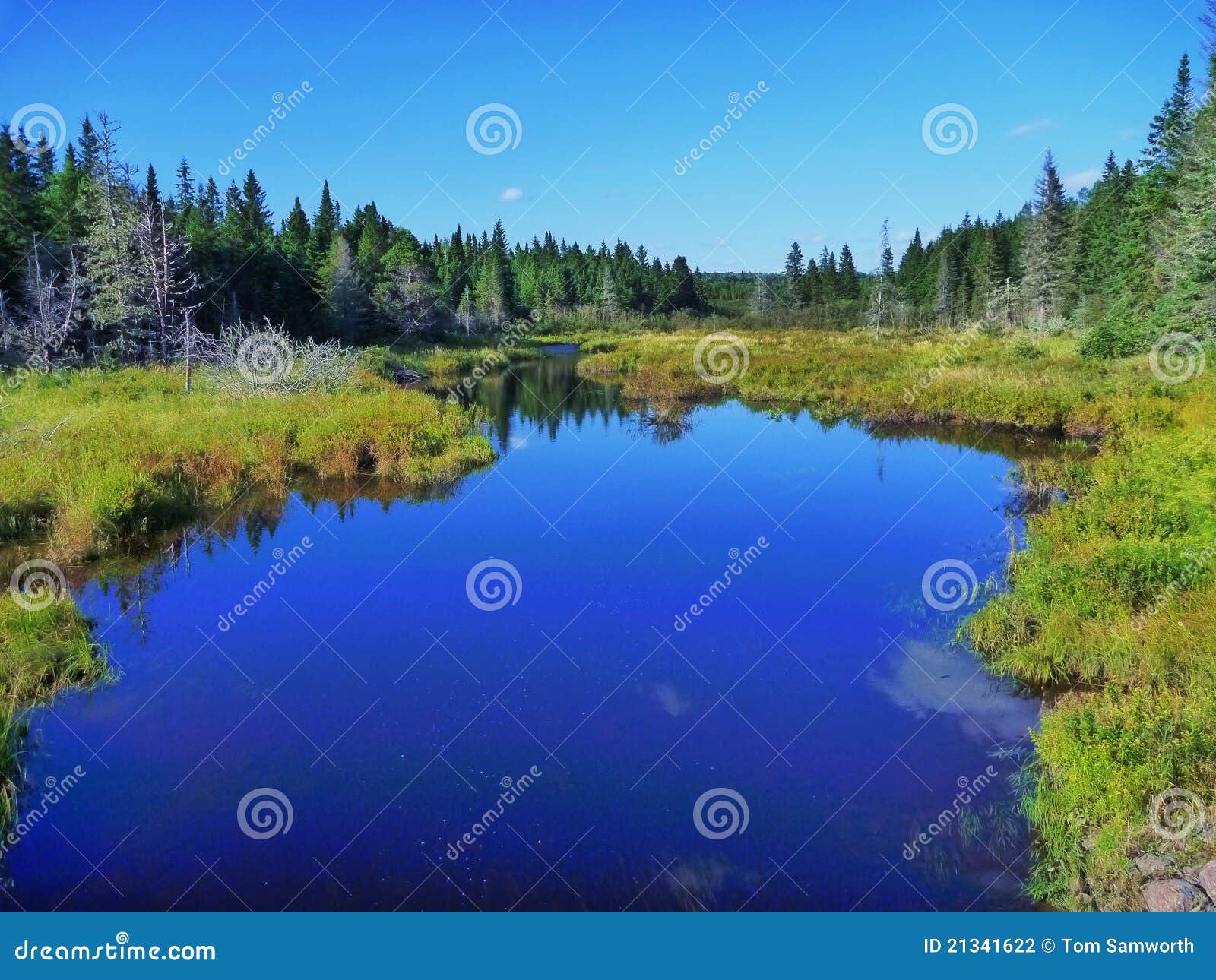 Forest Scene in Northern New Brunswick Stock Photo - Image of brunswick ...