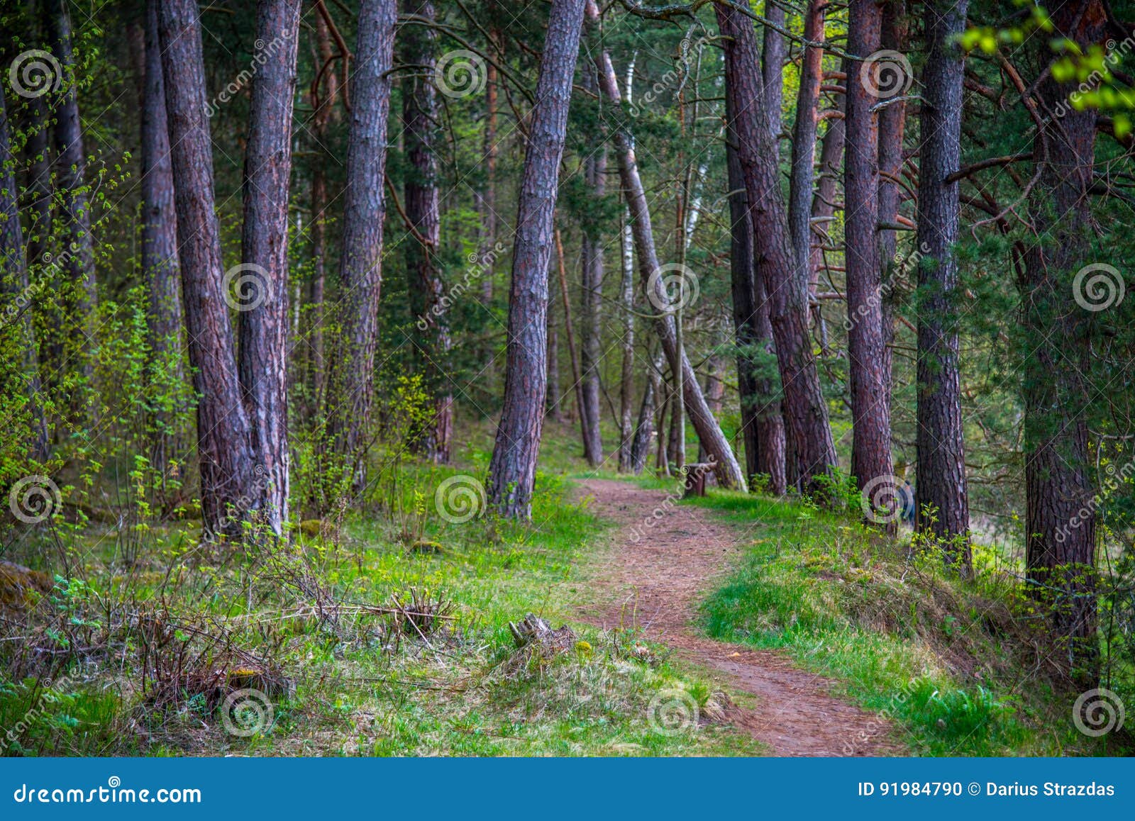 Forest scene path stock photo. Image of nature, light - 91984790