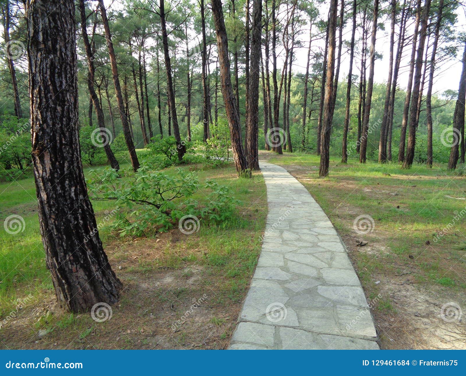 Forest scene - pine tree stock photo. Image of bright - 129461684