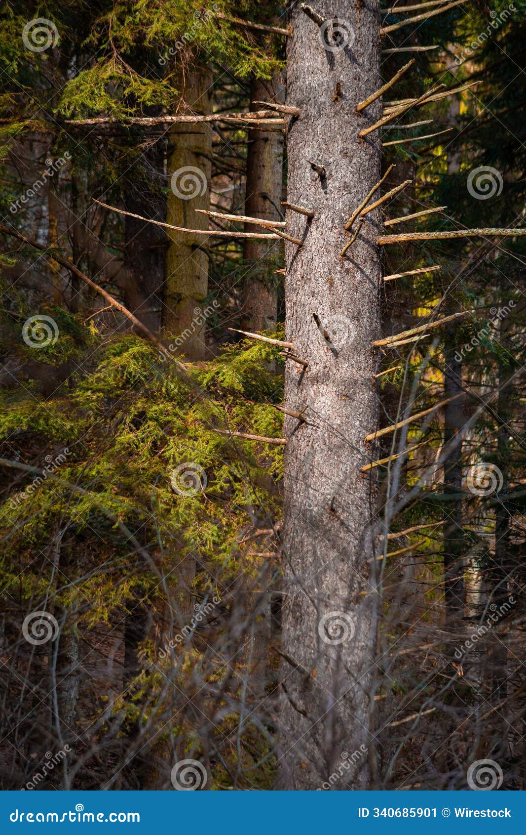 Forest Scene with a Pine Tree S Trunk in the Foreground Stock Image ...