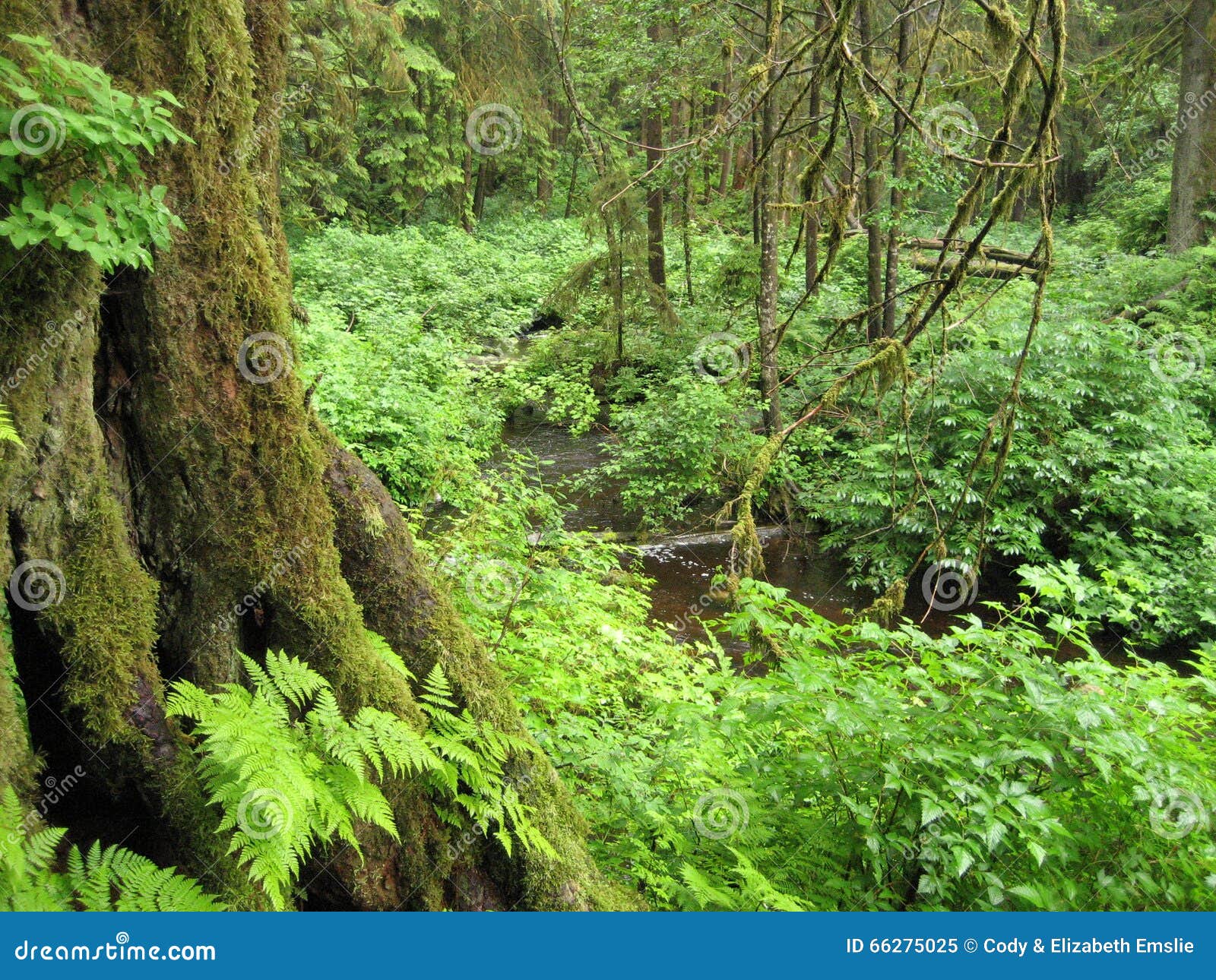 A Forest Scene stock image. Image of rain, scene, forest - 66275025
