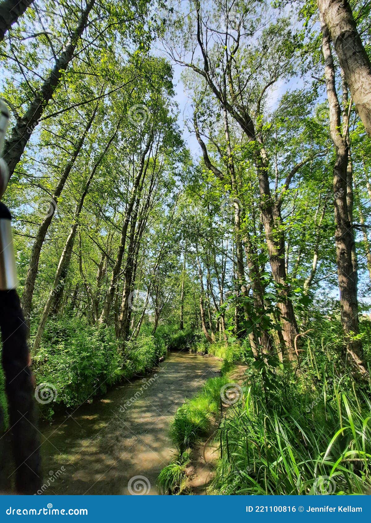 A Forest Scene Taken in Ashford Kent Stock Photo - Image of nature ...