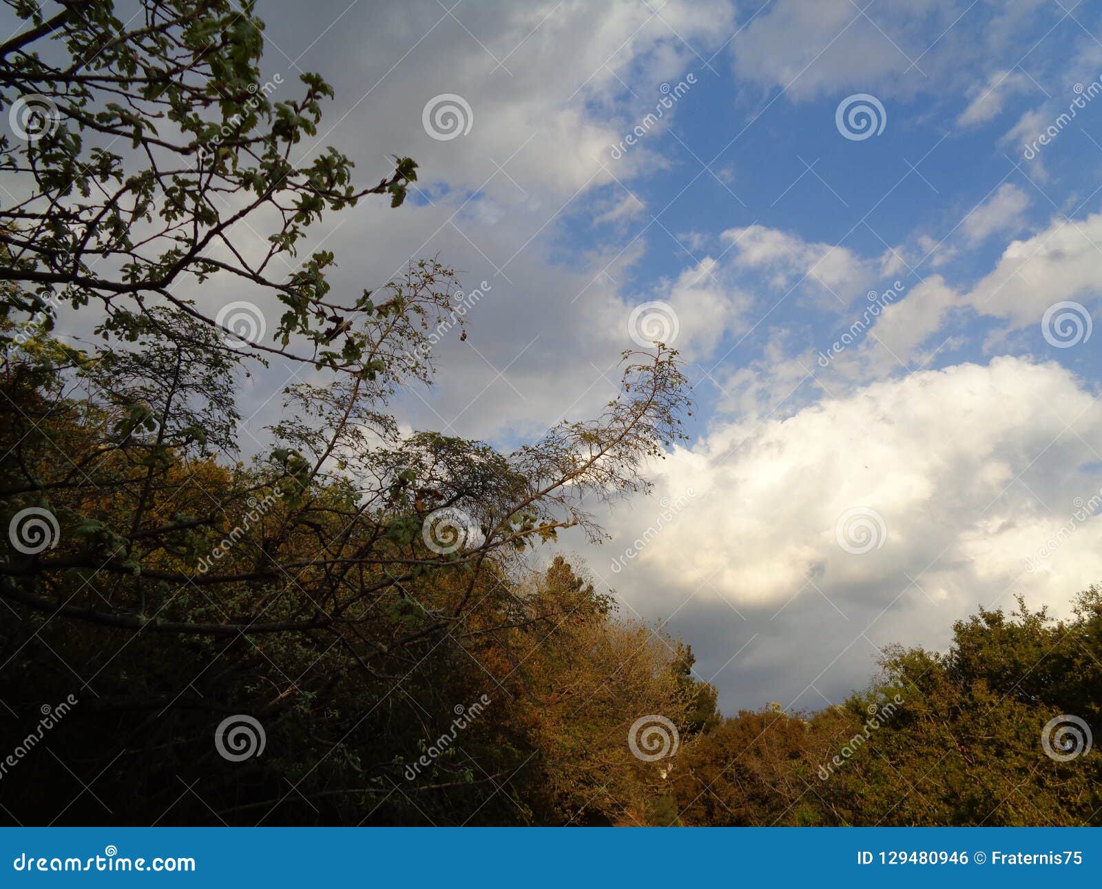 Forest Scene - Tree Branch Bacground Sky Stock Photo - Image of ...