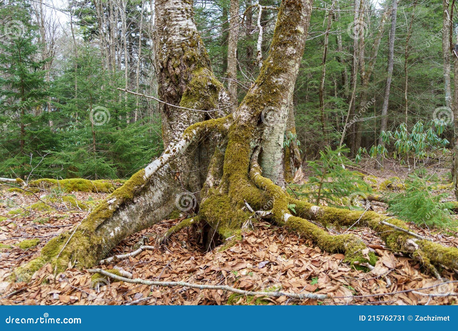 Forest Scene with a Tree that Has Extra Long Exposed Roots Covered in ...