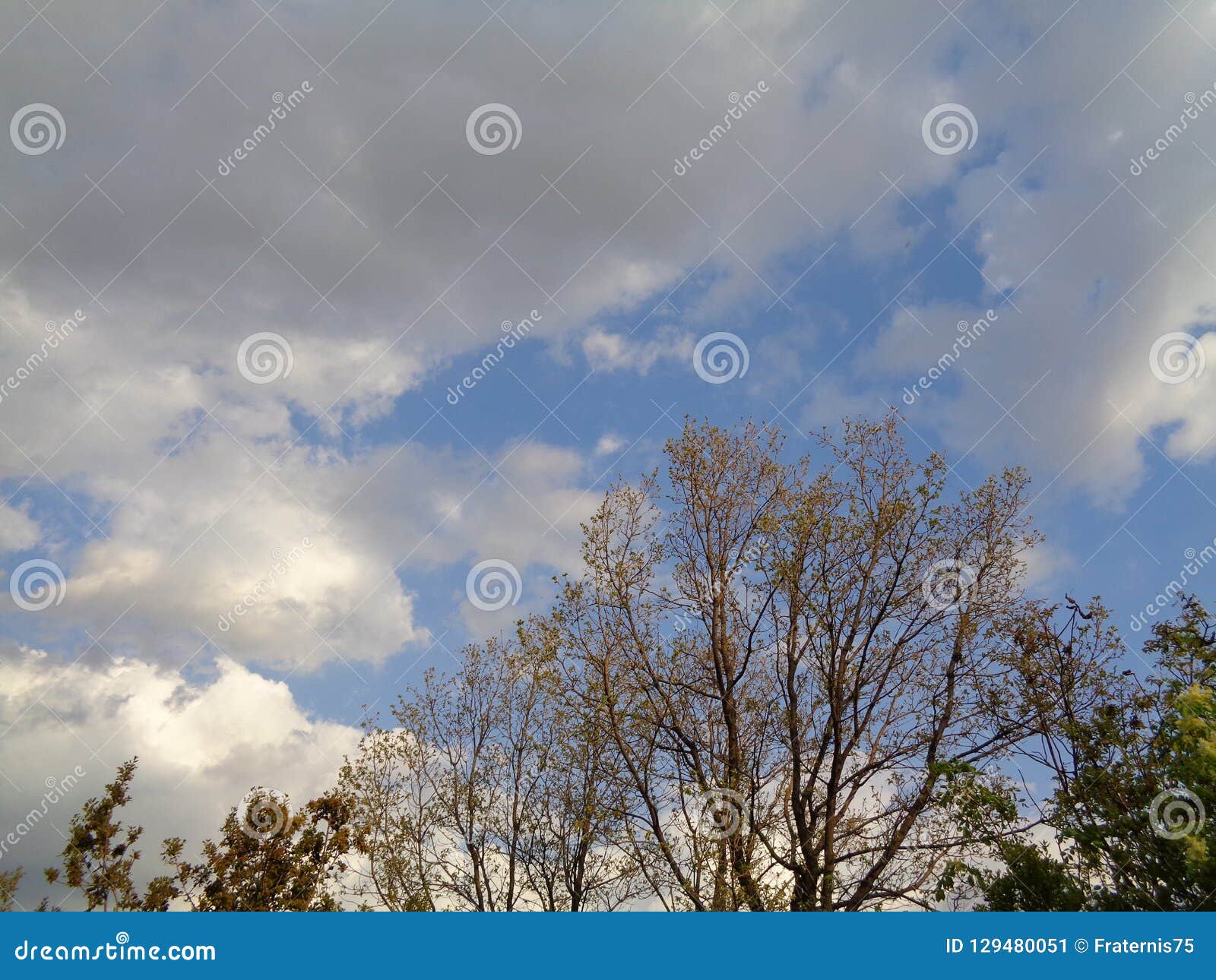 Forest scene - tree scene stock image. Image of landscape - 129480051