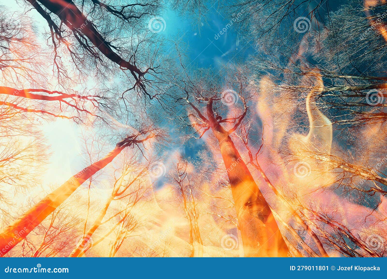 Forest Scenery of Late Autumn Beech Trees after a Frost, Bottom View ...