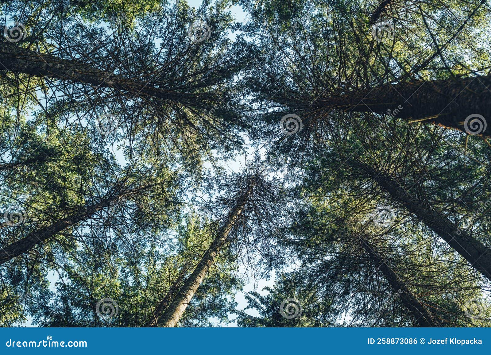 Forest Scenery of Spruce Trees, View from Below. Stock Photo - Image of ...