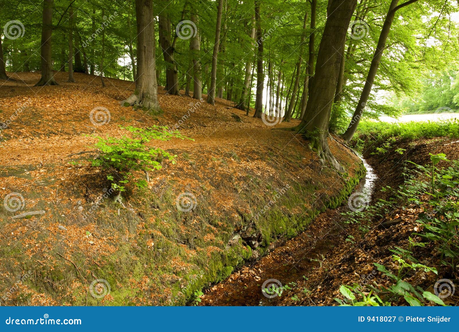 Forest Scenic stock image. Image of lush, horizontal, forest - 9418027