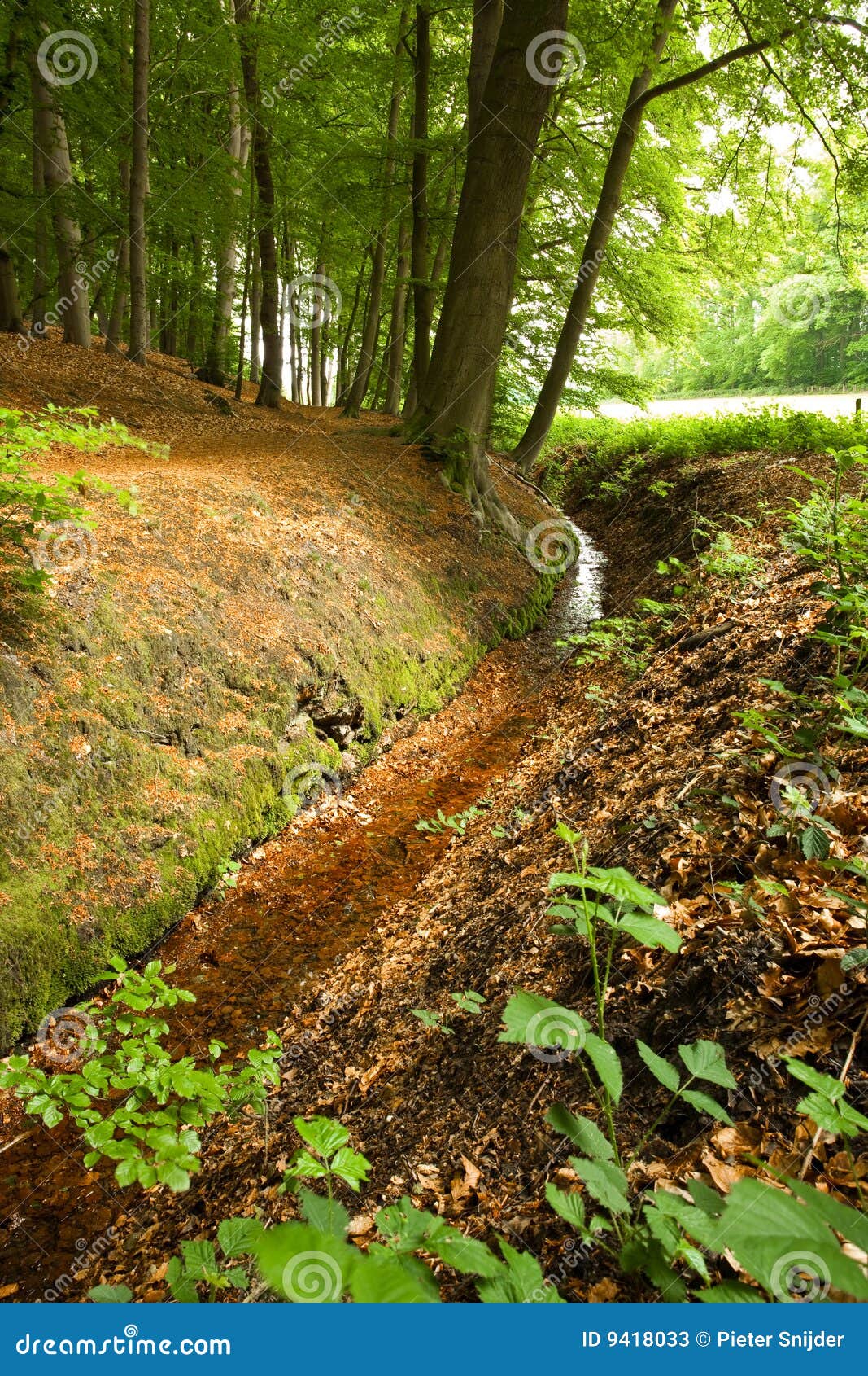 Forest Scenic stock image. Image of green, rural, color - 9418033