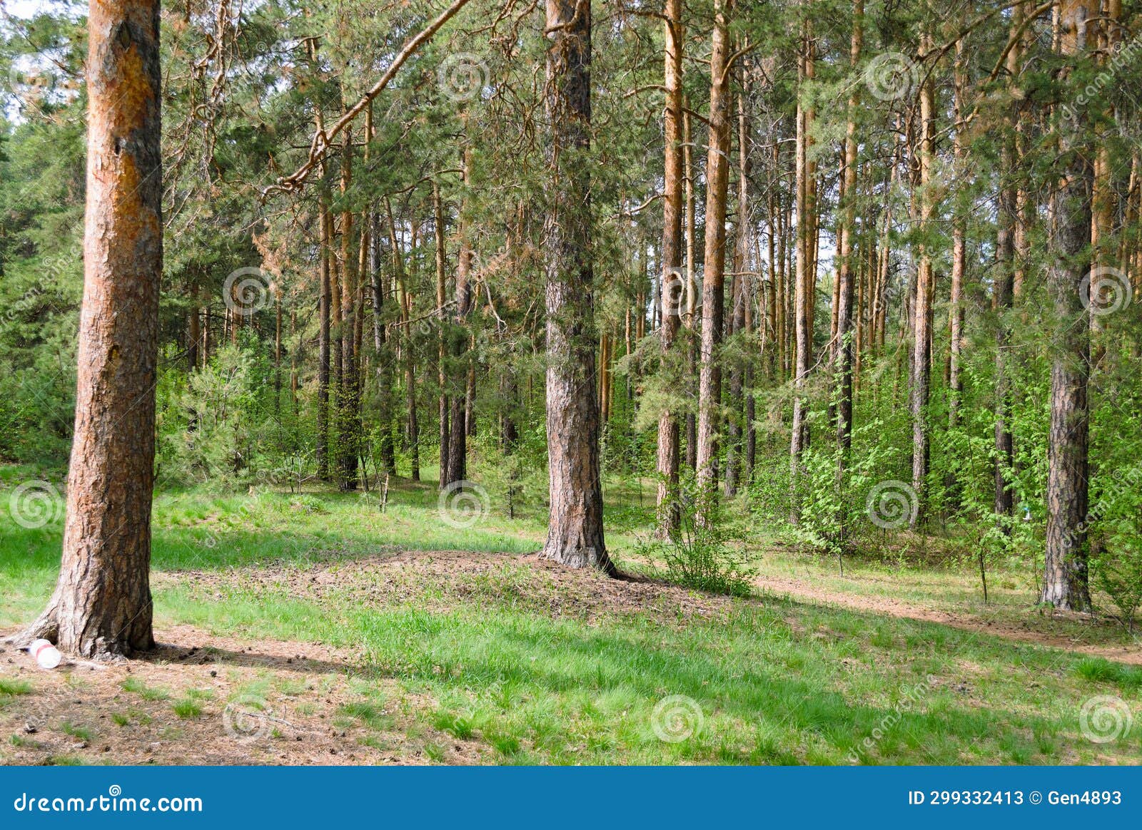 Forest Scenic Landscape in the Thicket of a Pine Forest Stock Image ...
