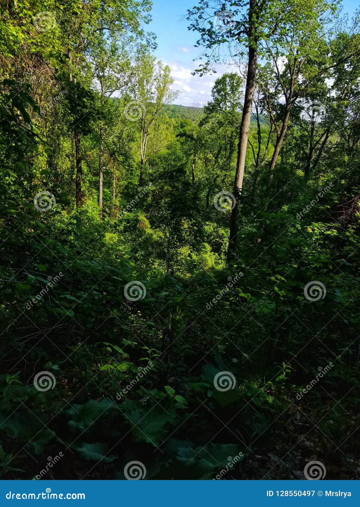 Scenic View of the Forest in the Cleveland Metroparks in Ohio Stock ...