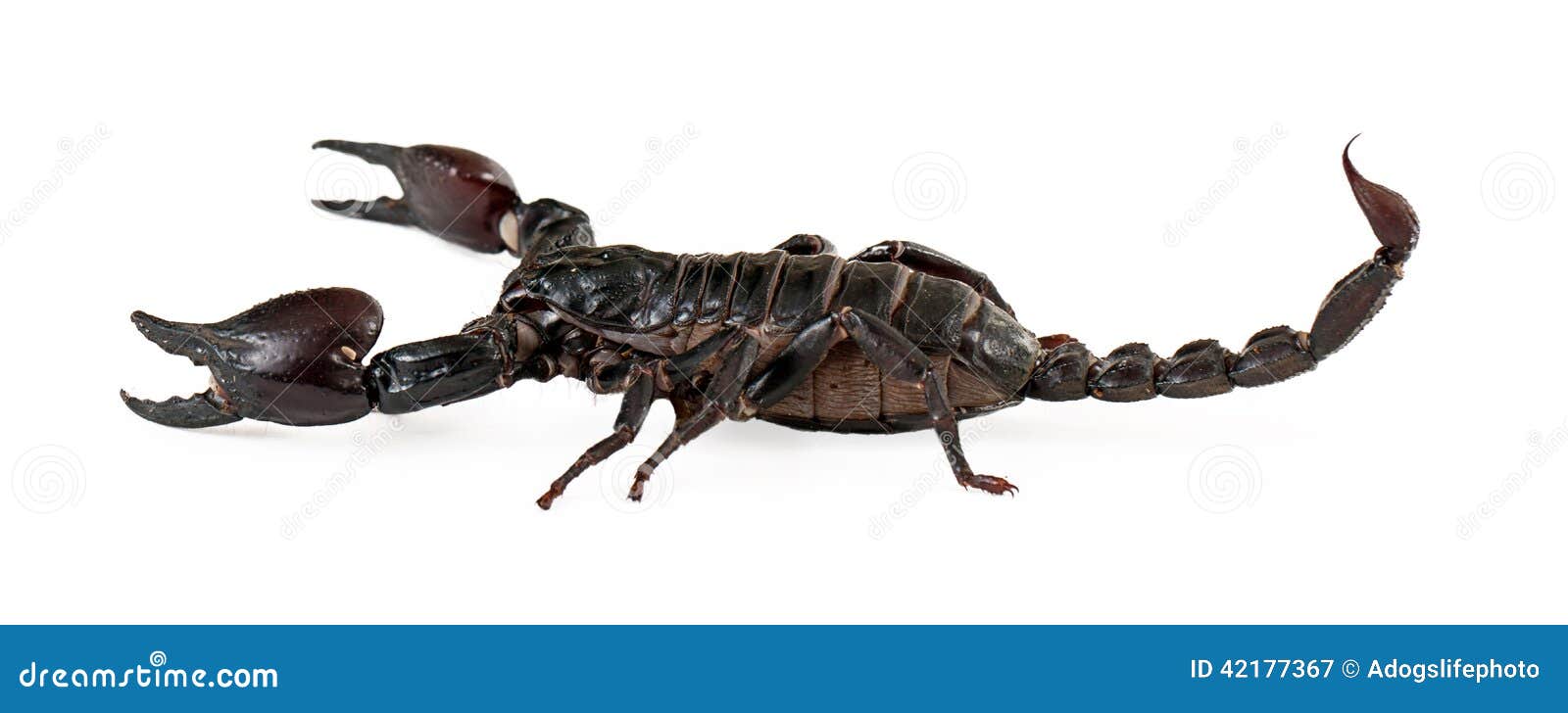 Forest Scorpion Side View Asiatico Immagine Stock - Immagine di branca ...