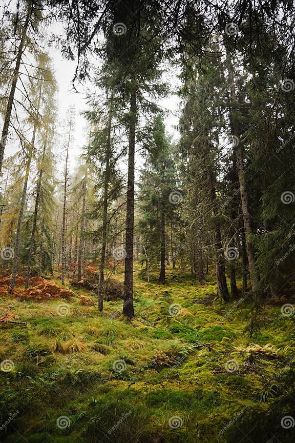 Forest in Scotland stock photo. Image of forest, country - 19139158