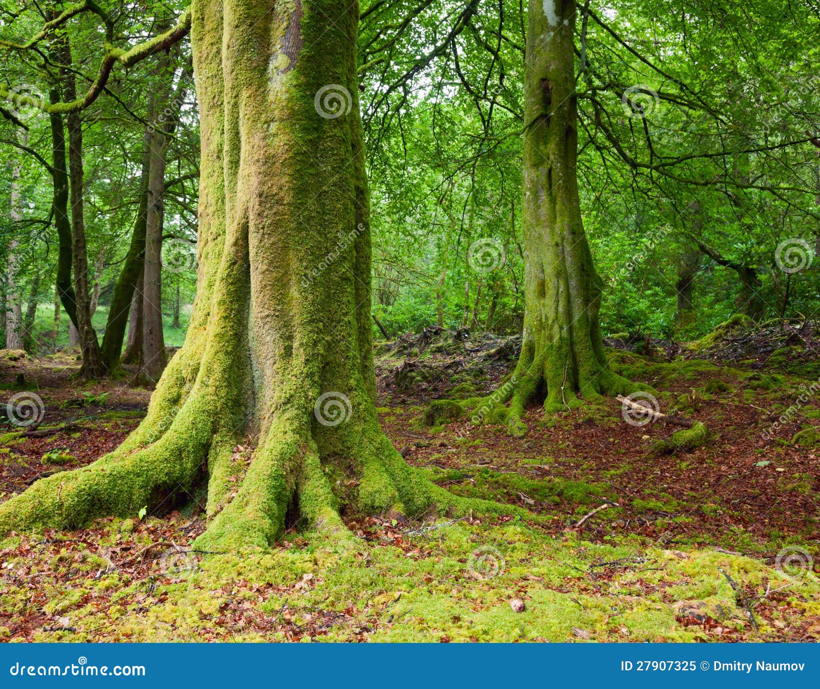 Forest in Scotland stock image. Image of branch, thicket - 27907325