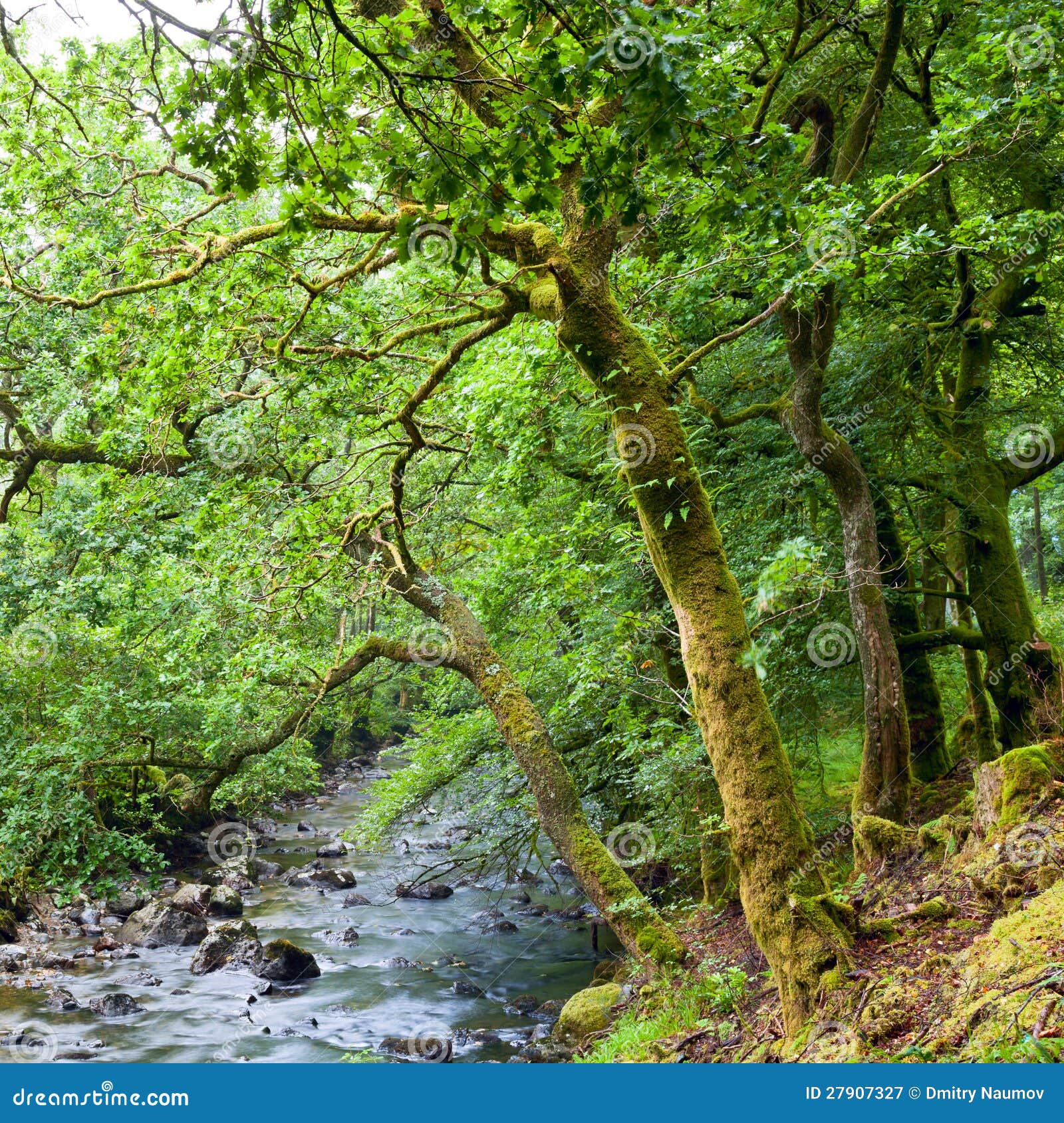 Forest in Scotland stock image. Image of landscape, environment - 27907327