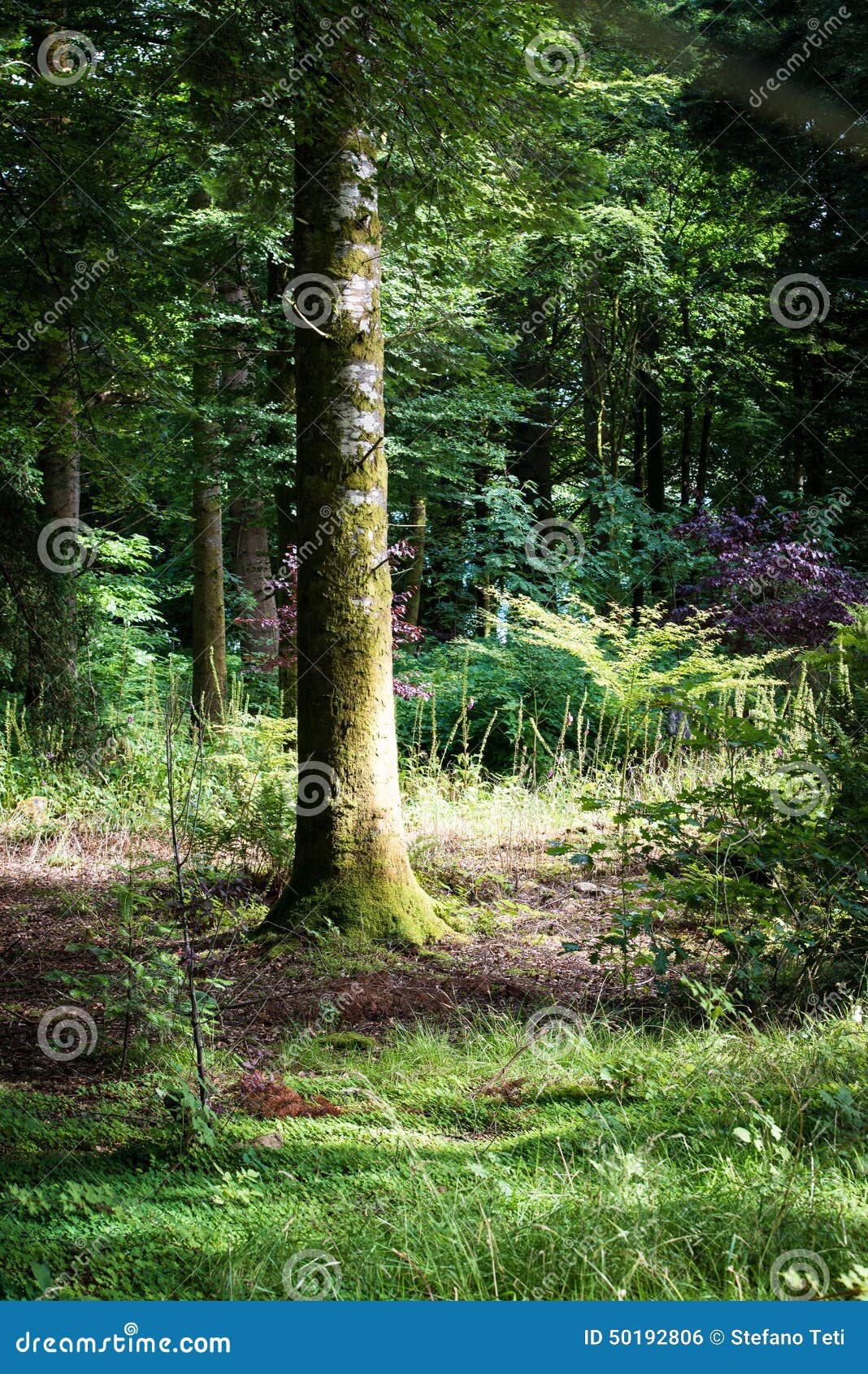 A forest in Scotland stock photo. Image of nature, undergrowth - 50192806