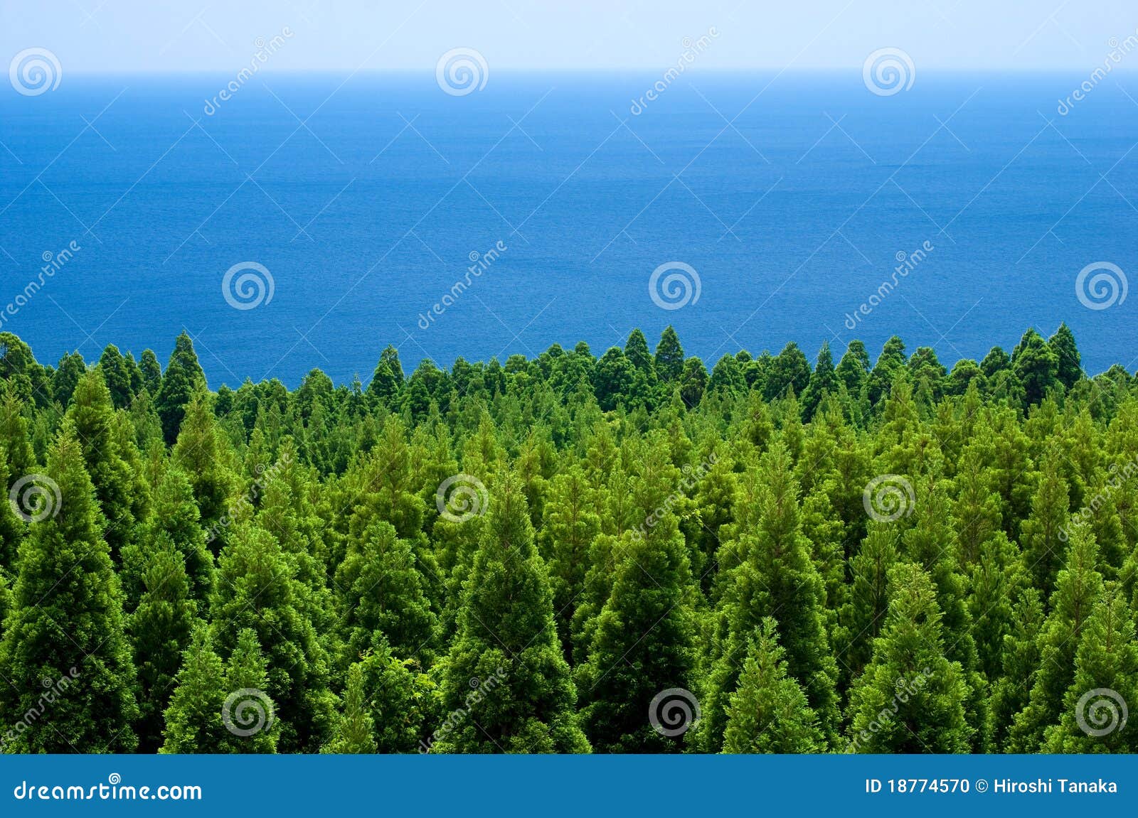 Forest and sea stock photo. Image of invigorating, brightly - 18774570