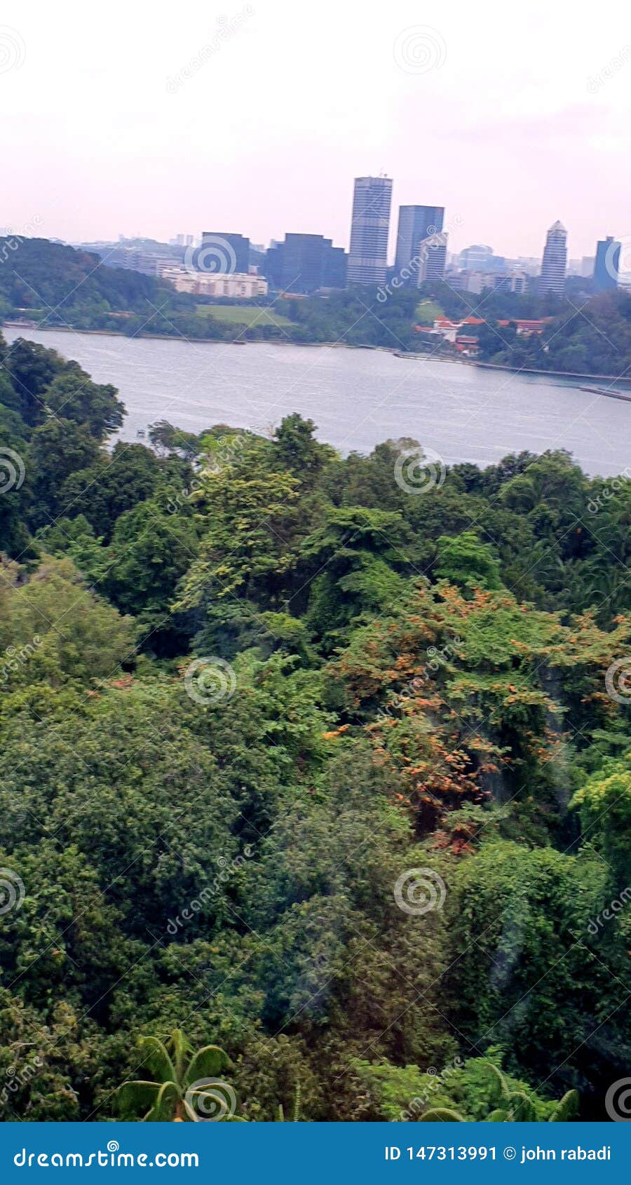 Forest and sea stock image. Image of green, trees, forest - 147313991