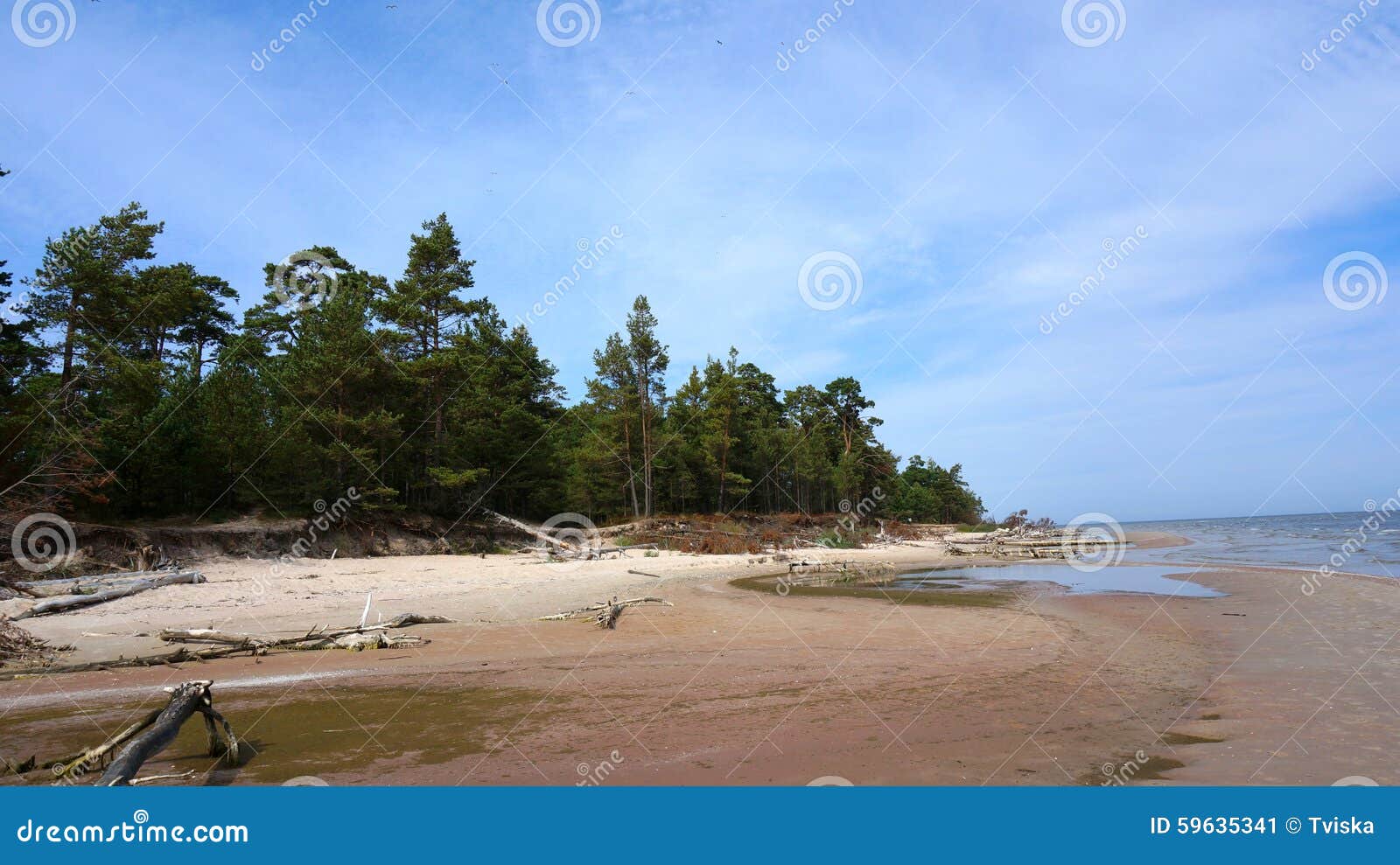 Forest and sea stock image. Image of view, latvia, beach - 59635341