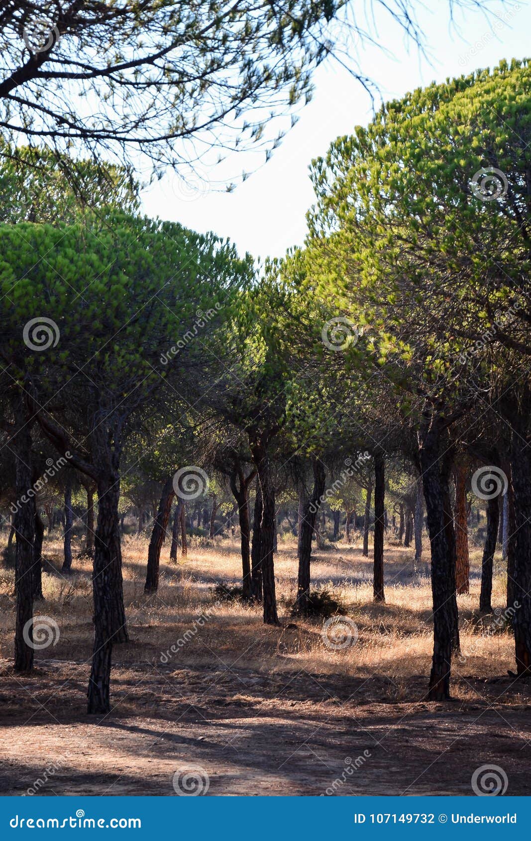 Forest Seamless Pattern Texture Background Stock Photo - Image of ...